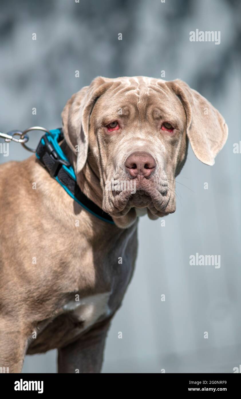 How Long Does Pink Eye Last In Dogs