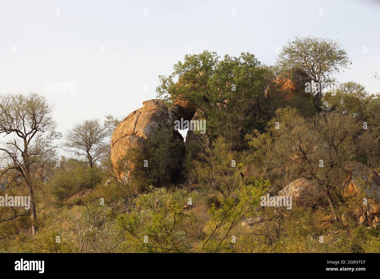 Afrikanischer Busch / African Bush Stock Photo - Alamy