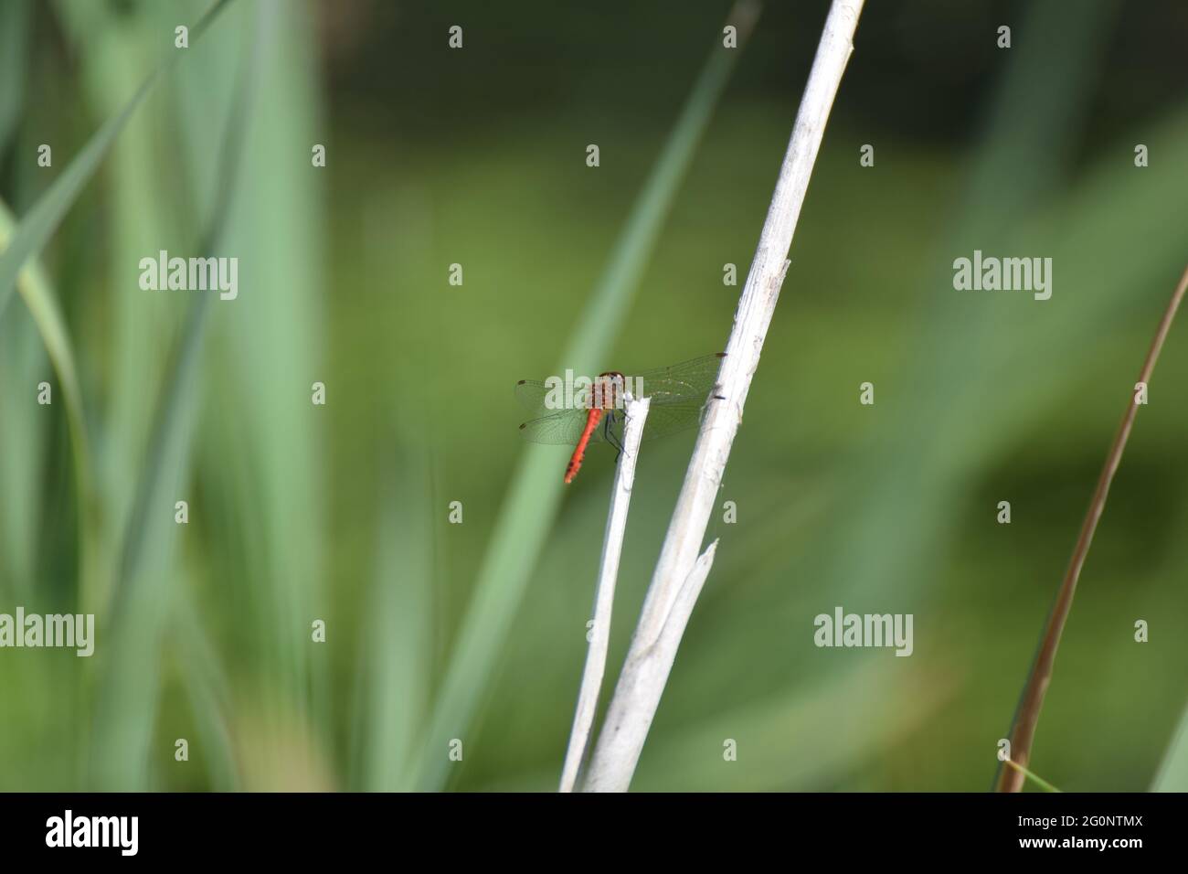 Most beautiful dragonfly hi-res stock photography and images - Alamy