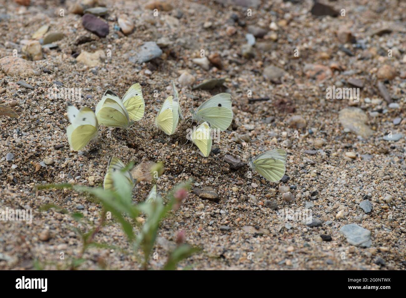 Outdoor butterflies hi-res stock photography and images - Alamy