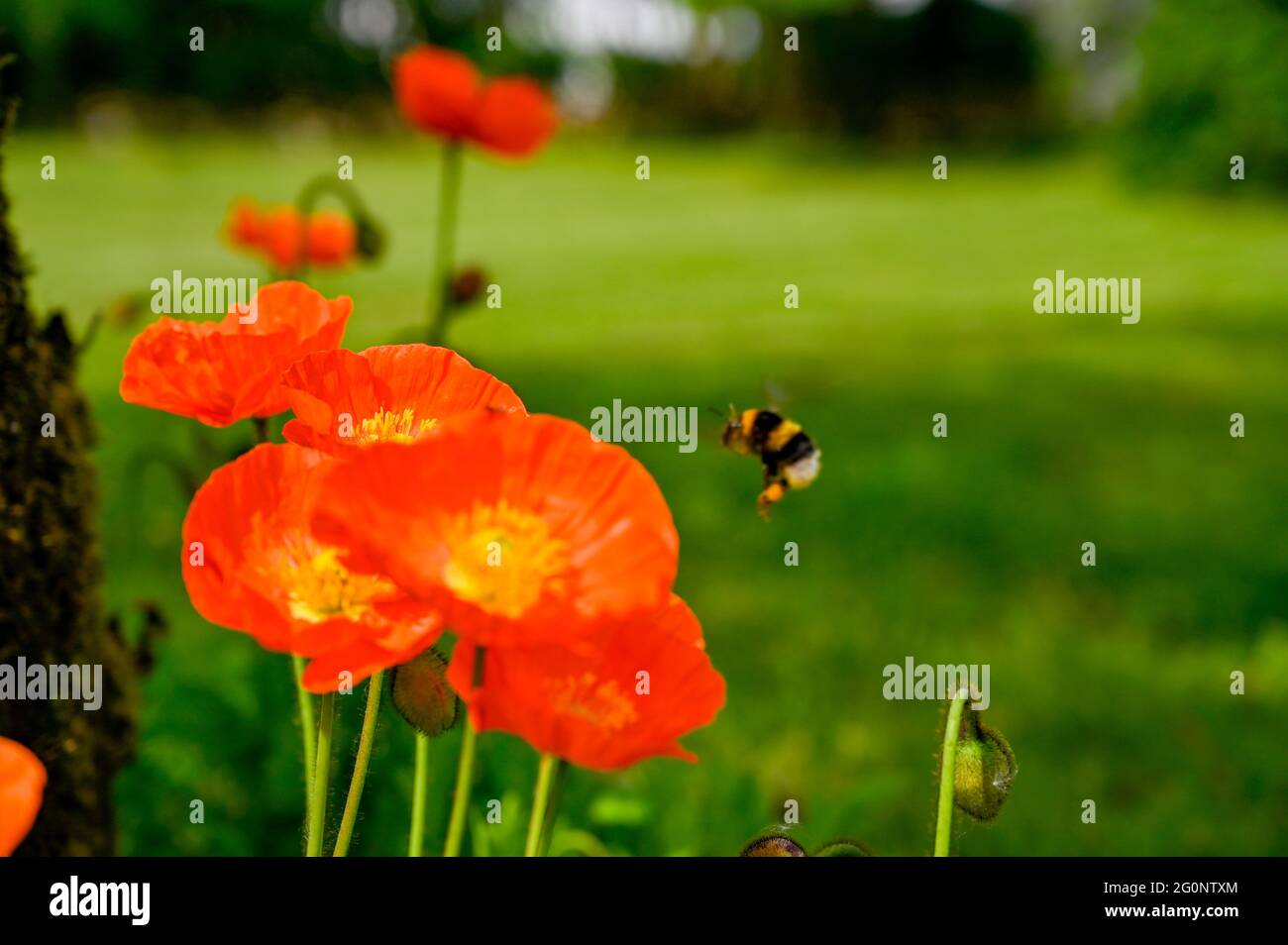 orange siberian poppy flowers in Swedish garden Stock Photo - Alamy