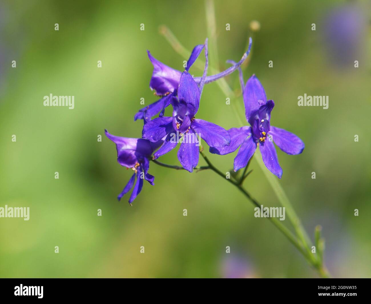 Purple blue flower of Forking Larkspur or Field larkspur, Consolida ...