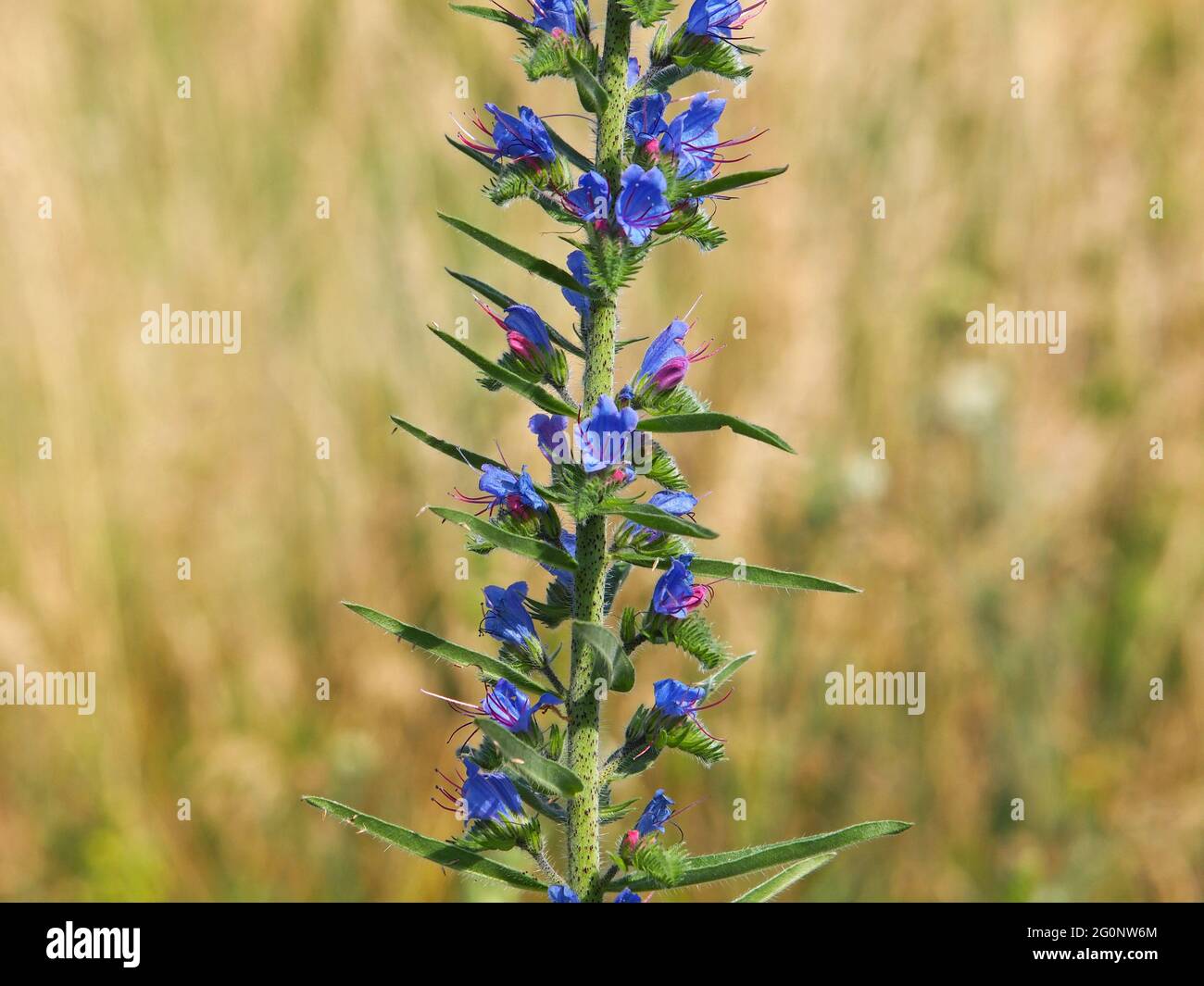 Purple blue flower of Viper's Bugloss or Blueweed, Echium vulgare Stock ...