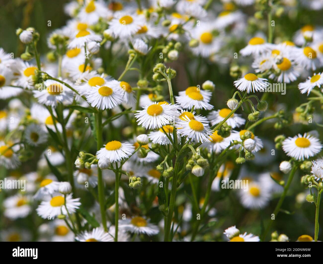 White flower of annual fleabane or eastern daisy fleabane. Erigeron ...