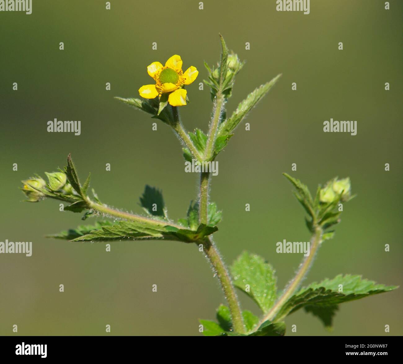 Yellow flower of yellow avens, Geum aleppicum Stock Photo - Alamy