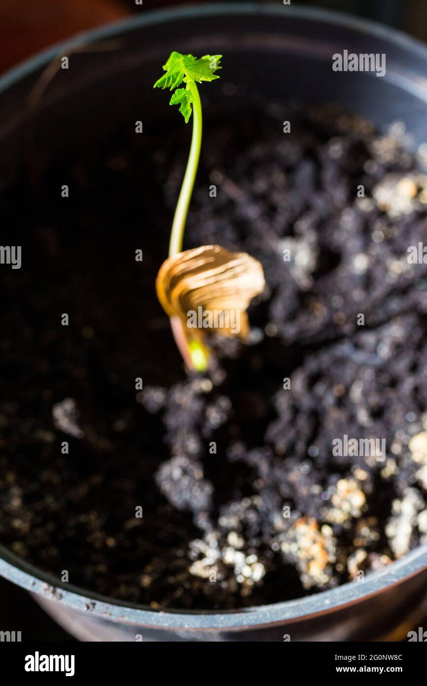 Germinating sycamore maple (Acer pseudoplatanus) seedling in pot Stock ...