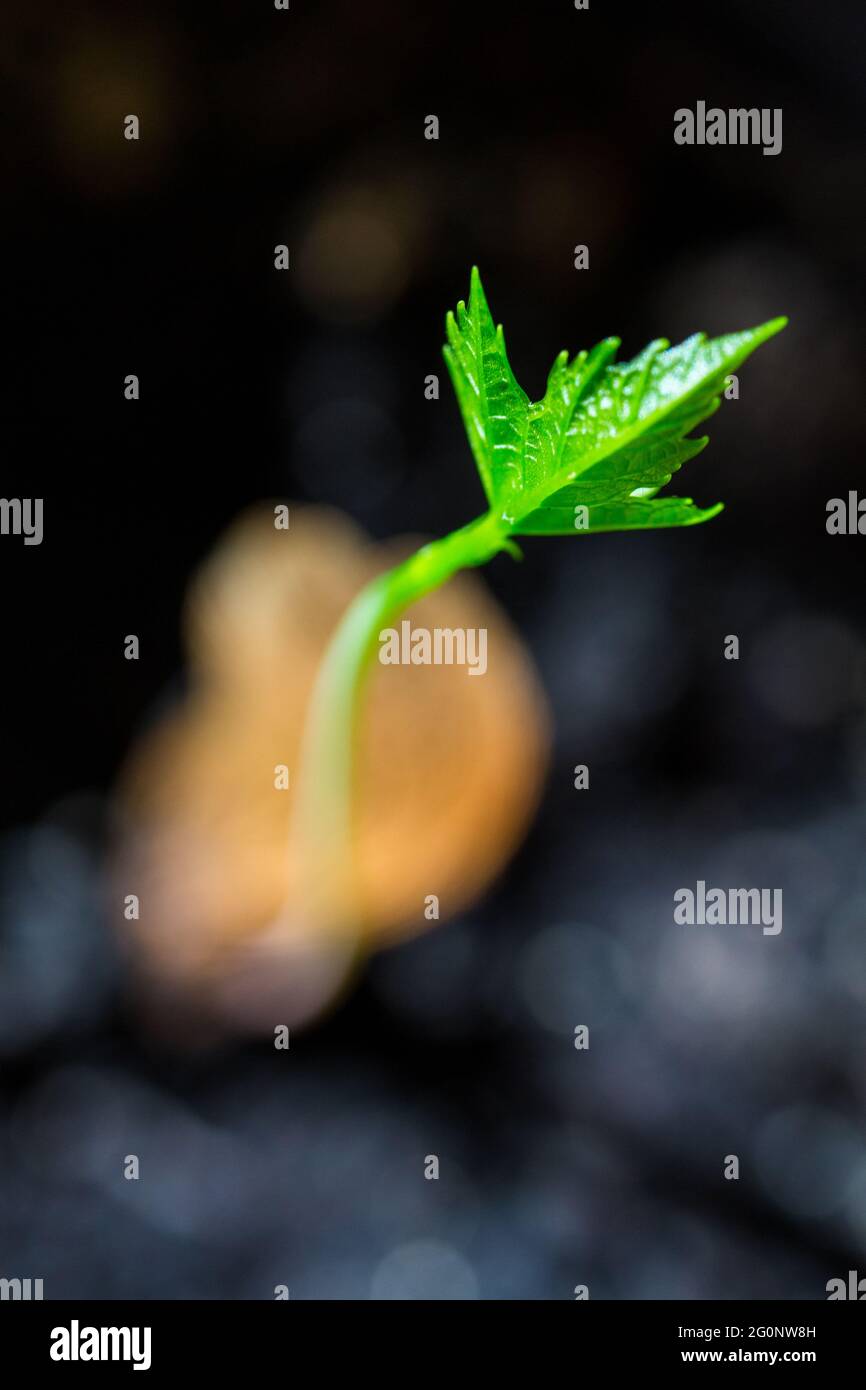 Germinating sycamore maple (Acer pseudoplatanus) seedling in pot Stock ...