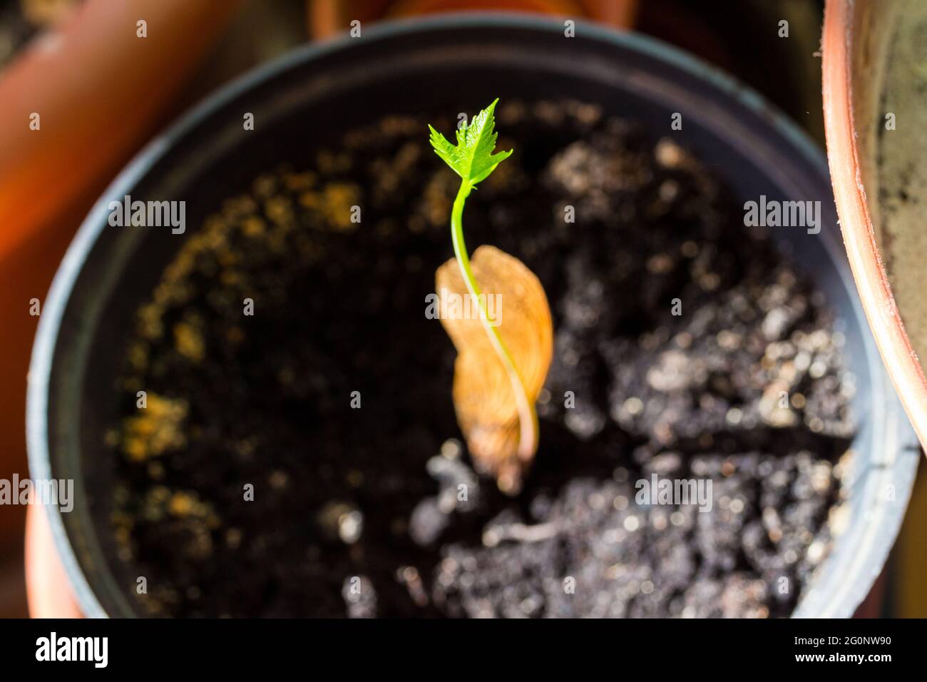 Germinating sycamore maple (Acer pseudoplatanus) seedling in pot Stock ...