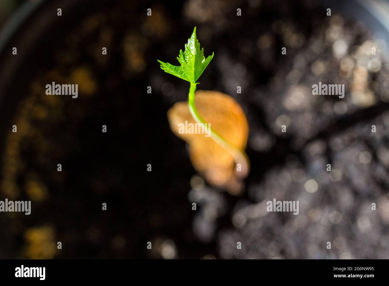 Germinating sycamore maple (Acer pseudoplatanus) seedling in pot Stock ...
