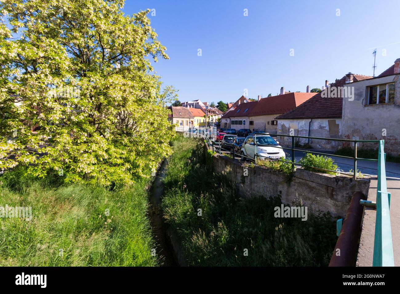 Black Locust (Robinia pseudoacacia) tree in full bloom in spring beside ...