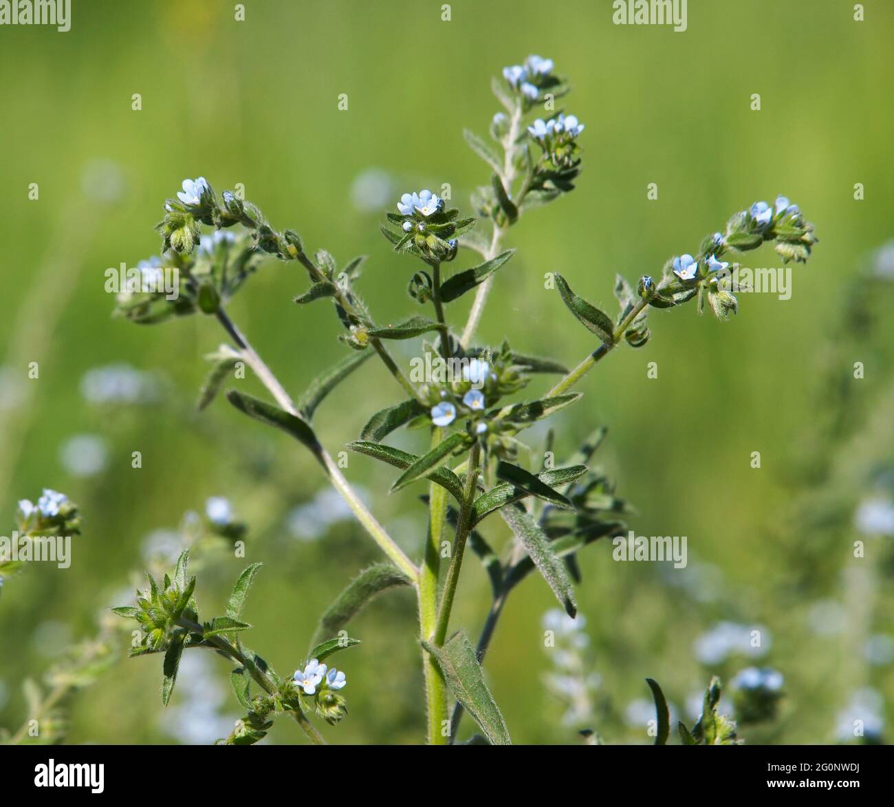 Lappula squarrosa hi-res stock photography and images - Alamy