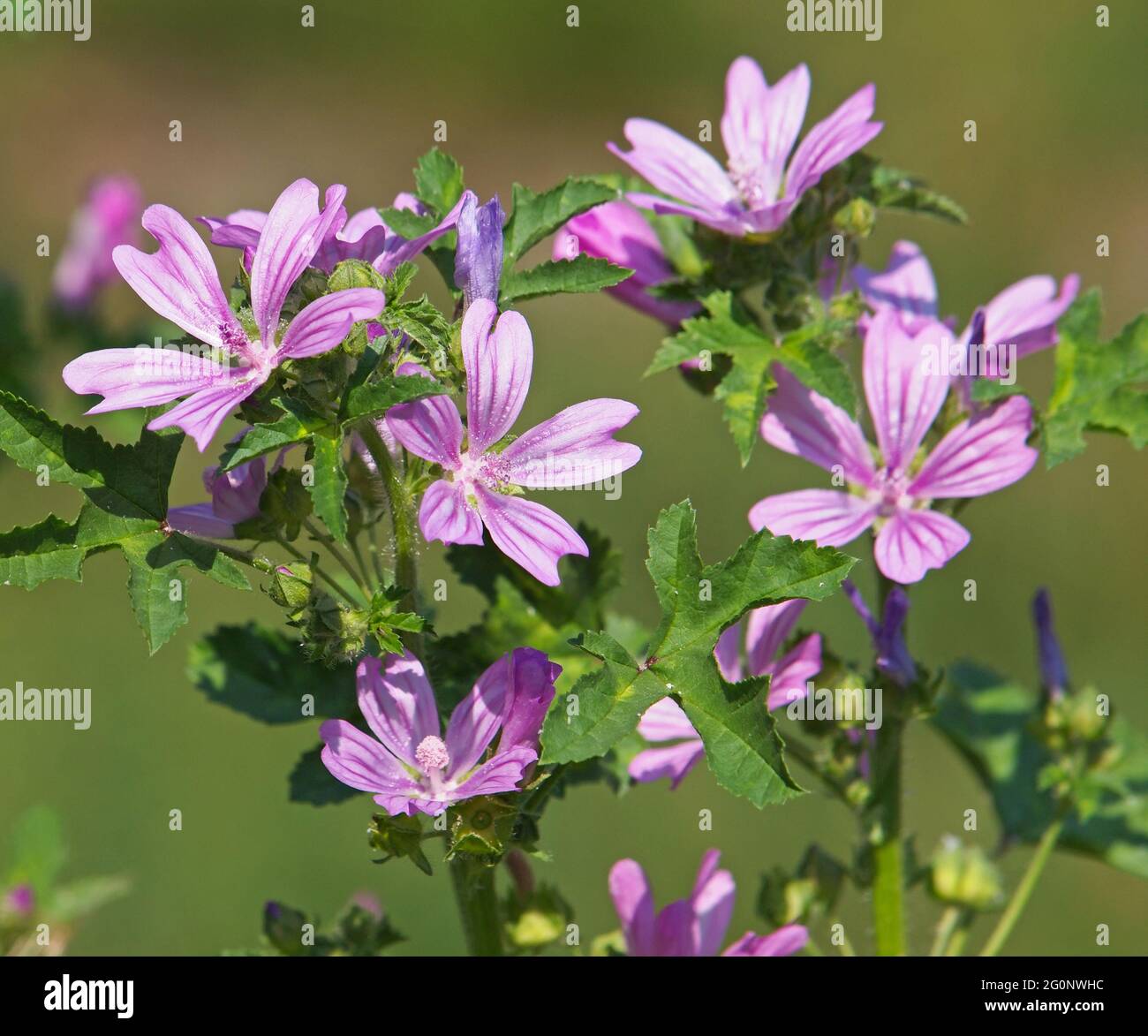 Common mallow blooming with pink flowers, Malva sylvestris Stock Photo ...