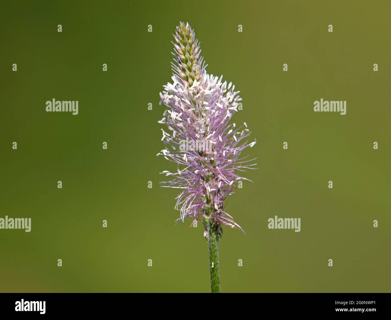 Flower head of hoary plantain, Plantago media Stock Photo - Alamy