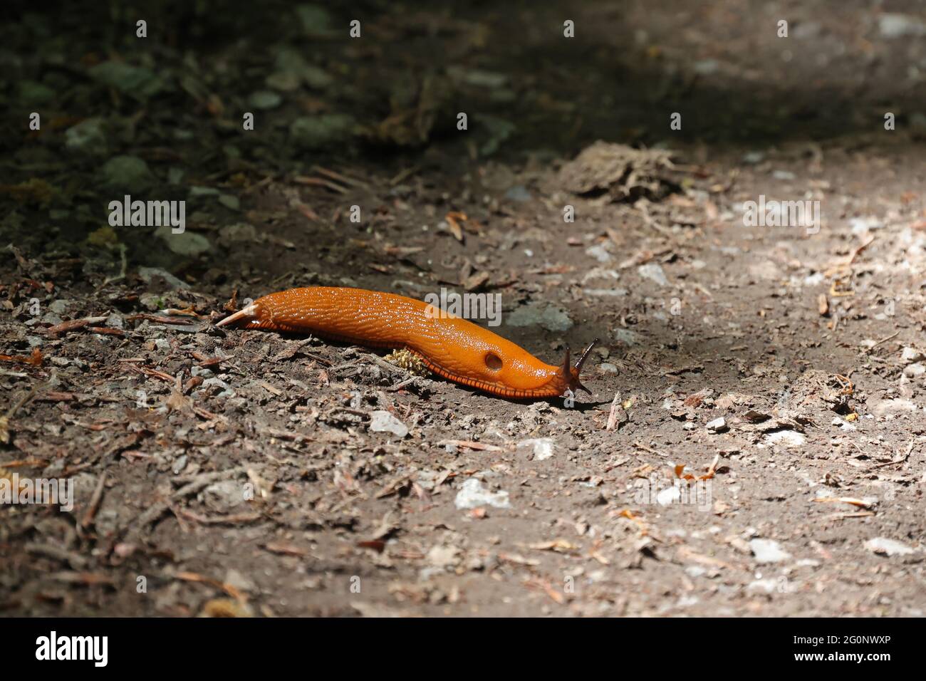 Arion vulgaris. Spanish slug slowly crawls on the ground Stock Photo ...