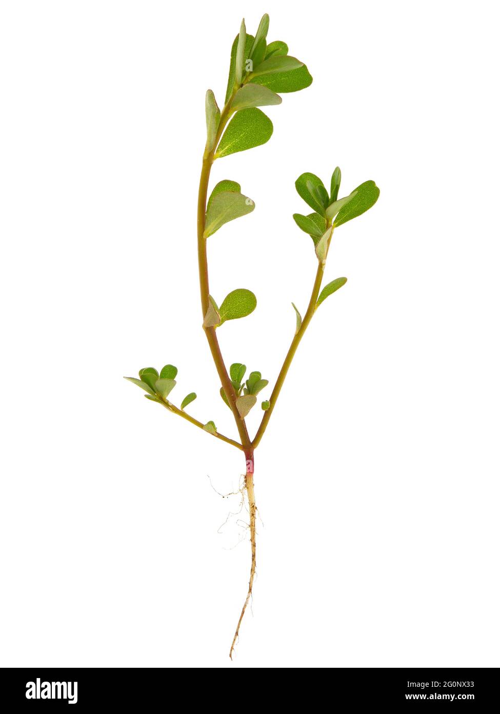 Purslane plant with root isolated on white, Portulaca oleracea Stock ...