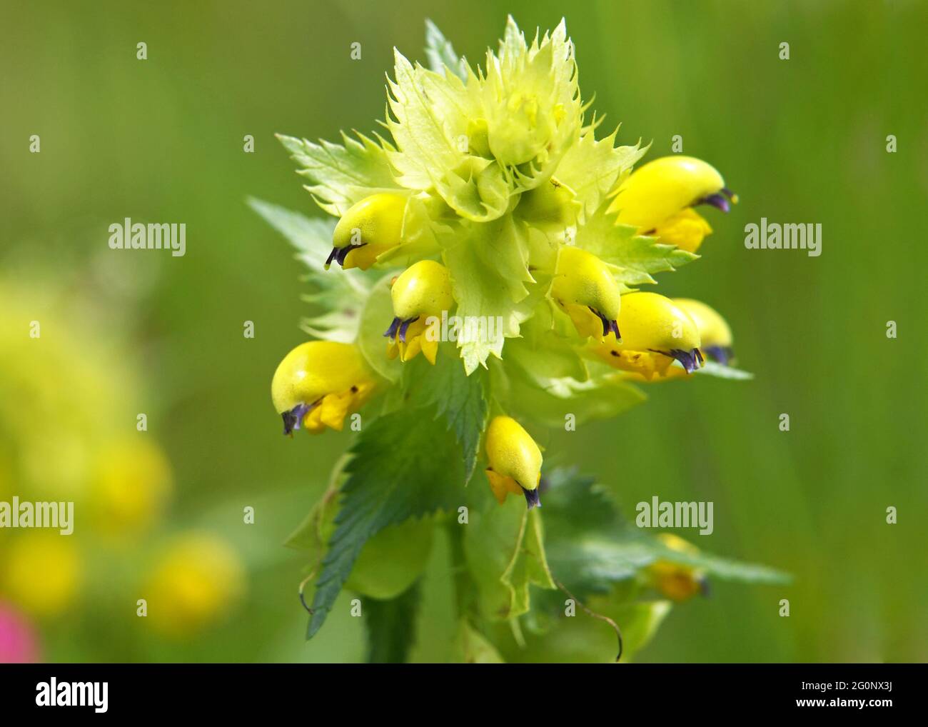 Garden yellow rattle hi-res stock photography and images - Alamy