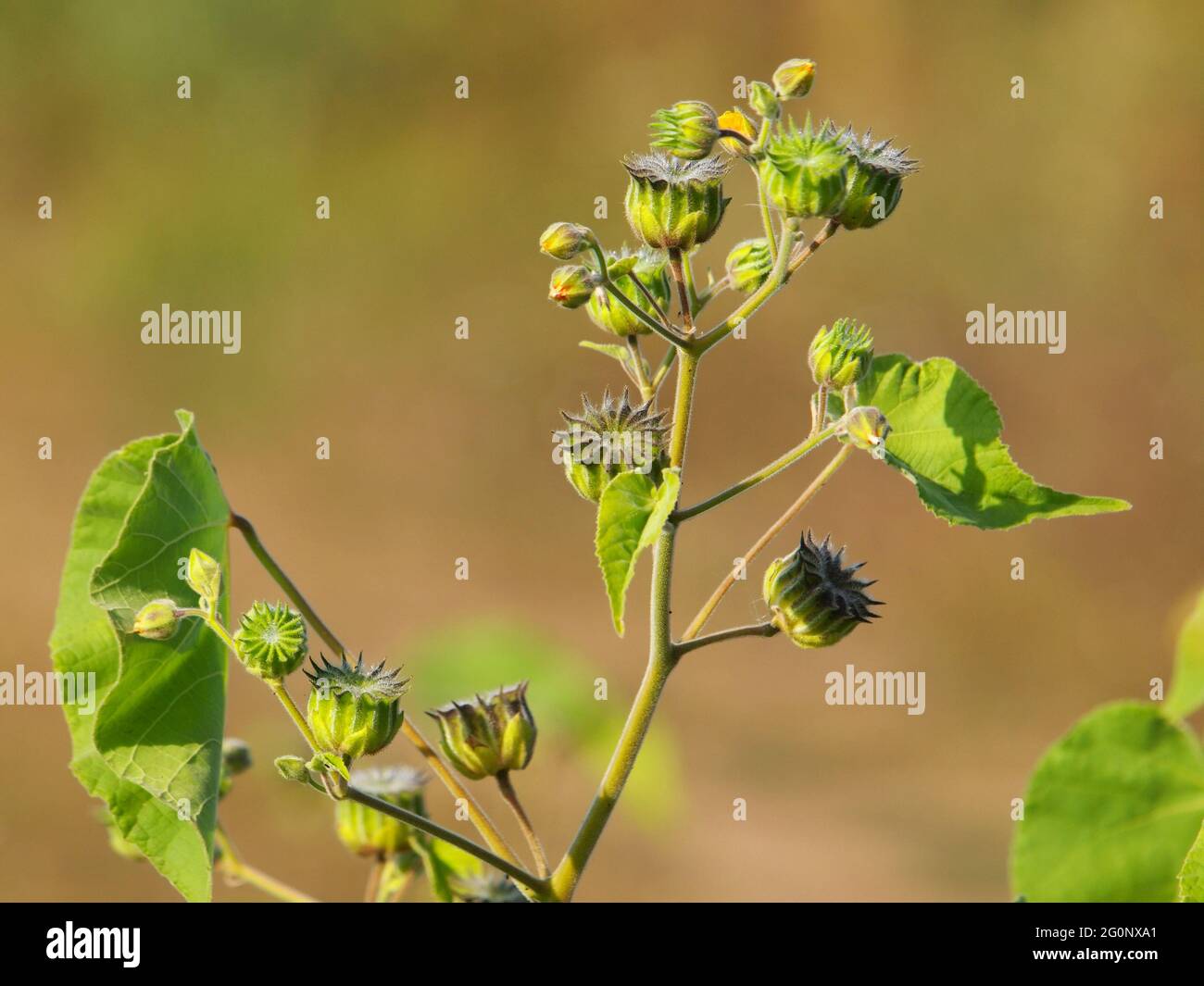 Velvetleaf plant with yellow flowers and pods, Abutilon theophrasti ...