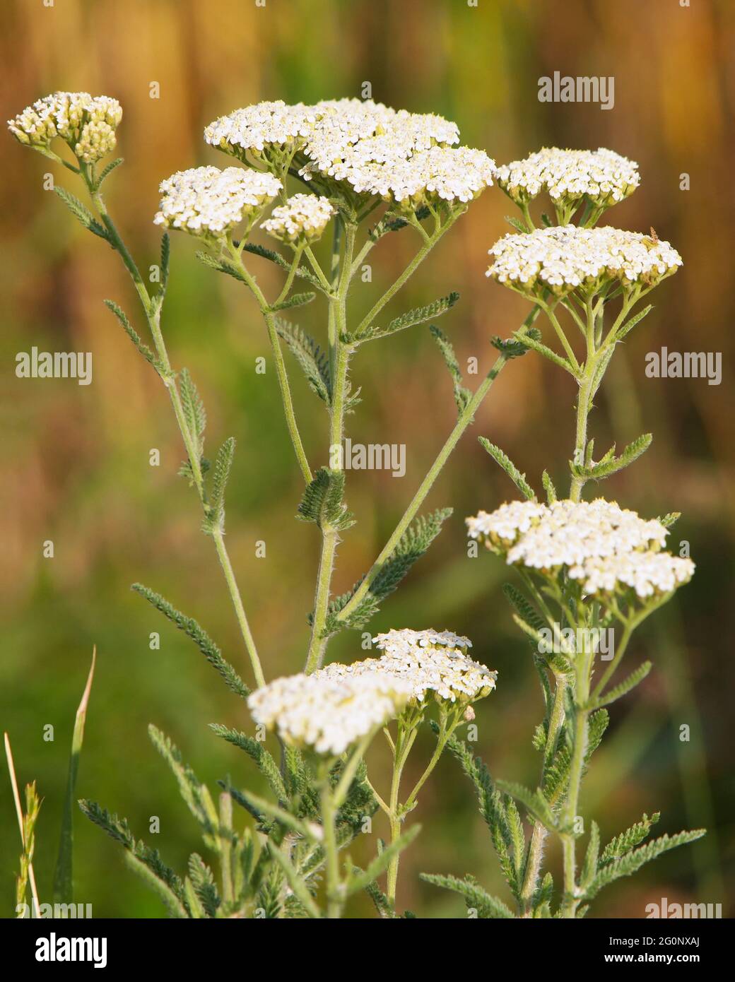 Yarrow plant, Achillea millefolium Stock Photo - Alamy