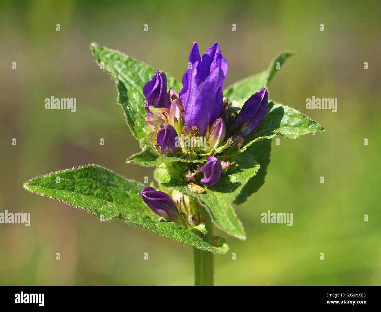 Purple flower of Clustered Bellflower, Campanula glomerata Stock Photo ...