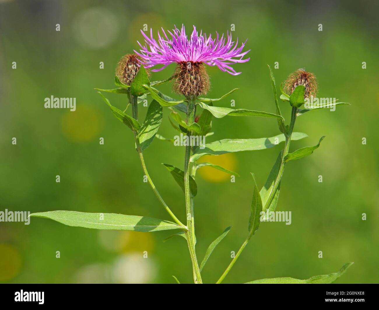 Purple flower of Wig Knapweed, Centaurea pseudophrygia Stock Photo - Alamy