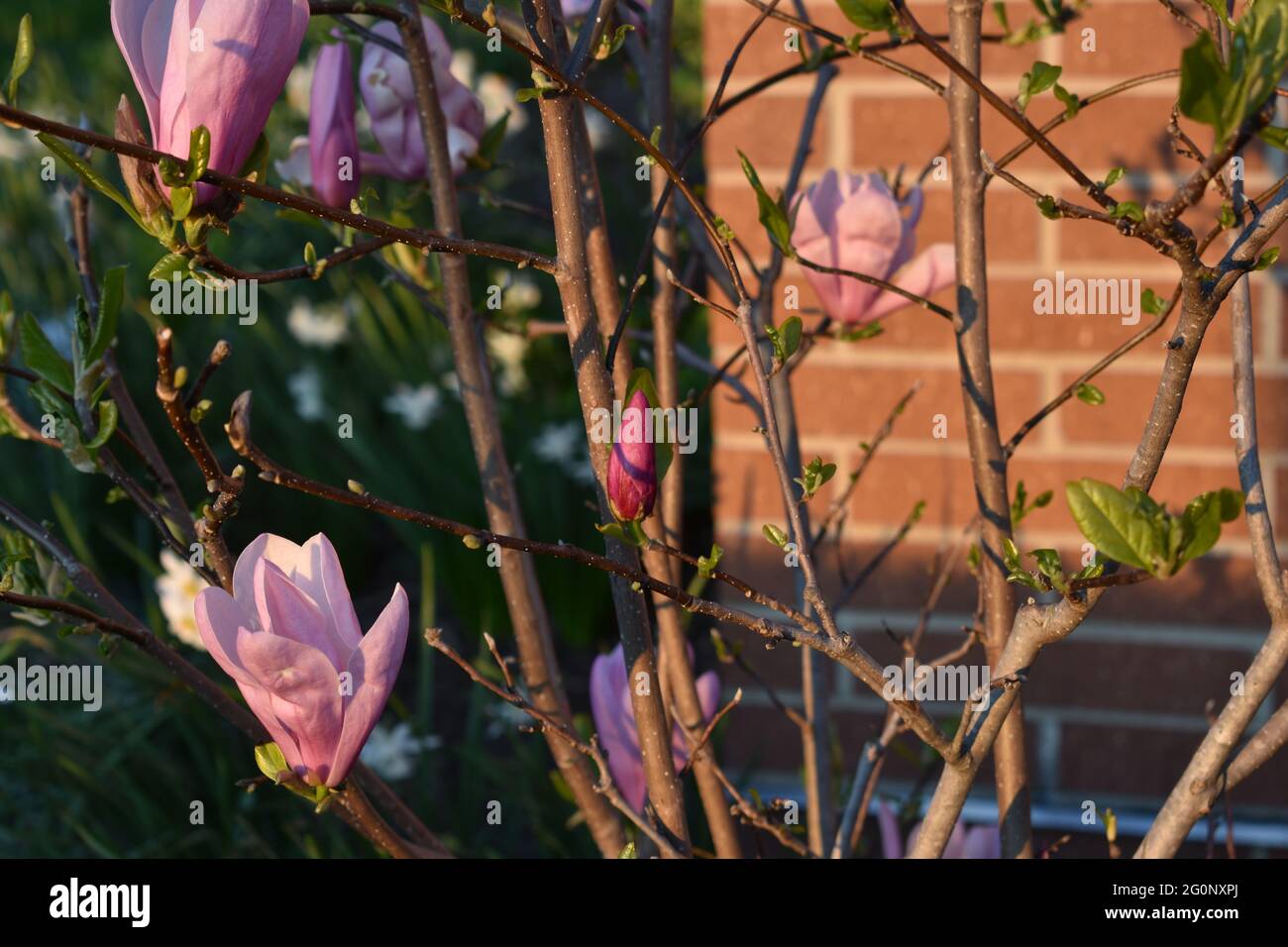 Magnolia blooms hi-res stock photography and images - Alamy