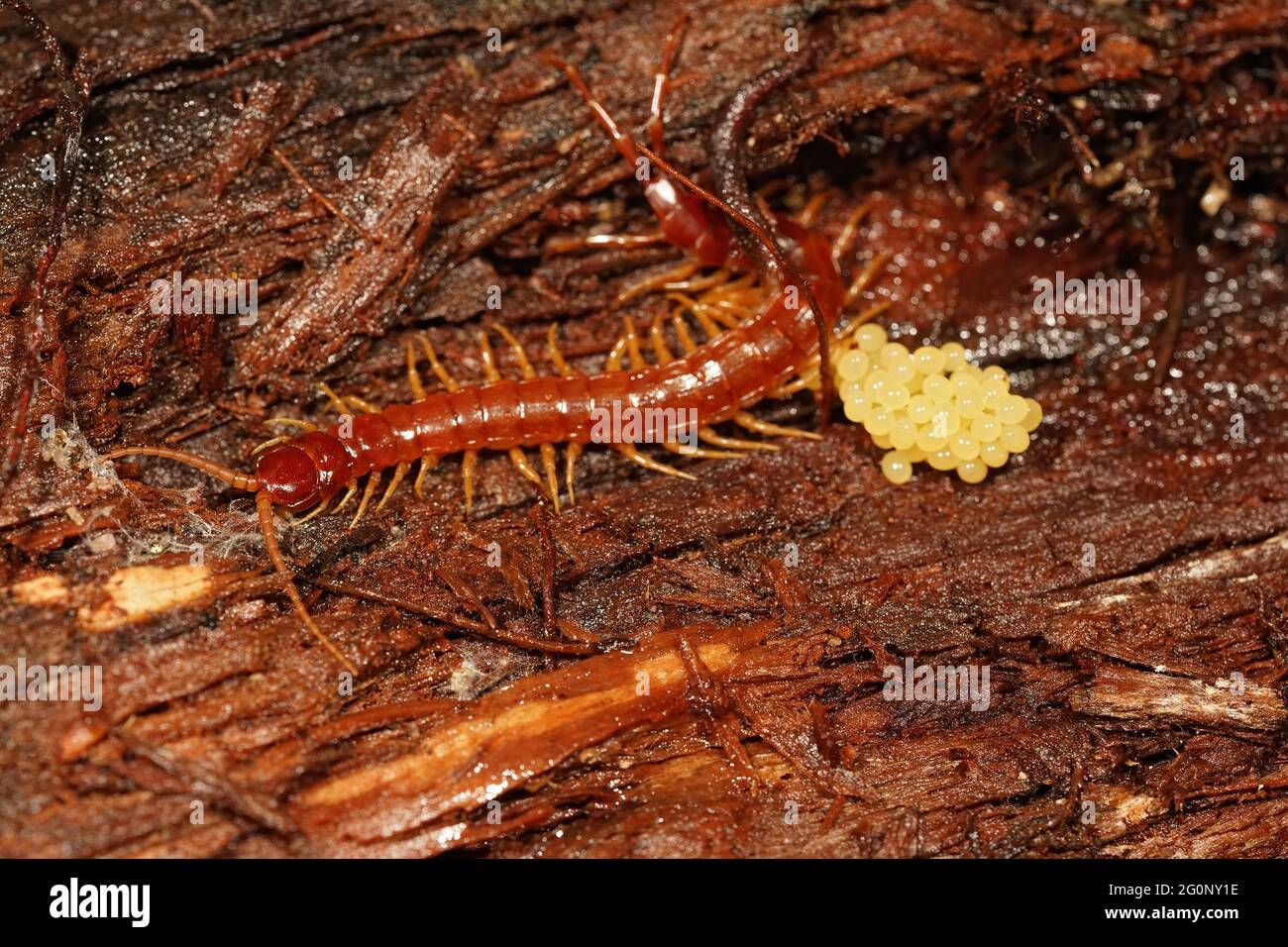 Centipede guarding hi-res stock photography and images - Alamy
