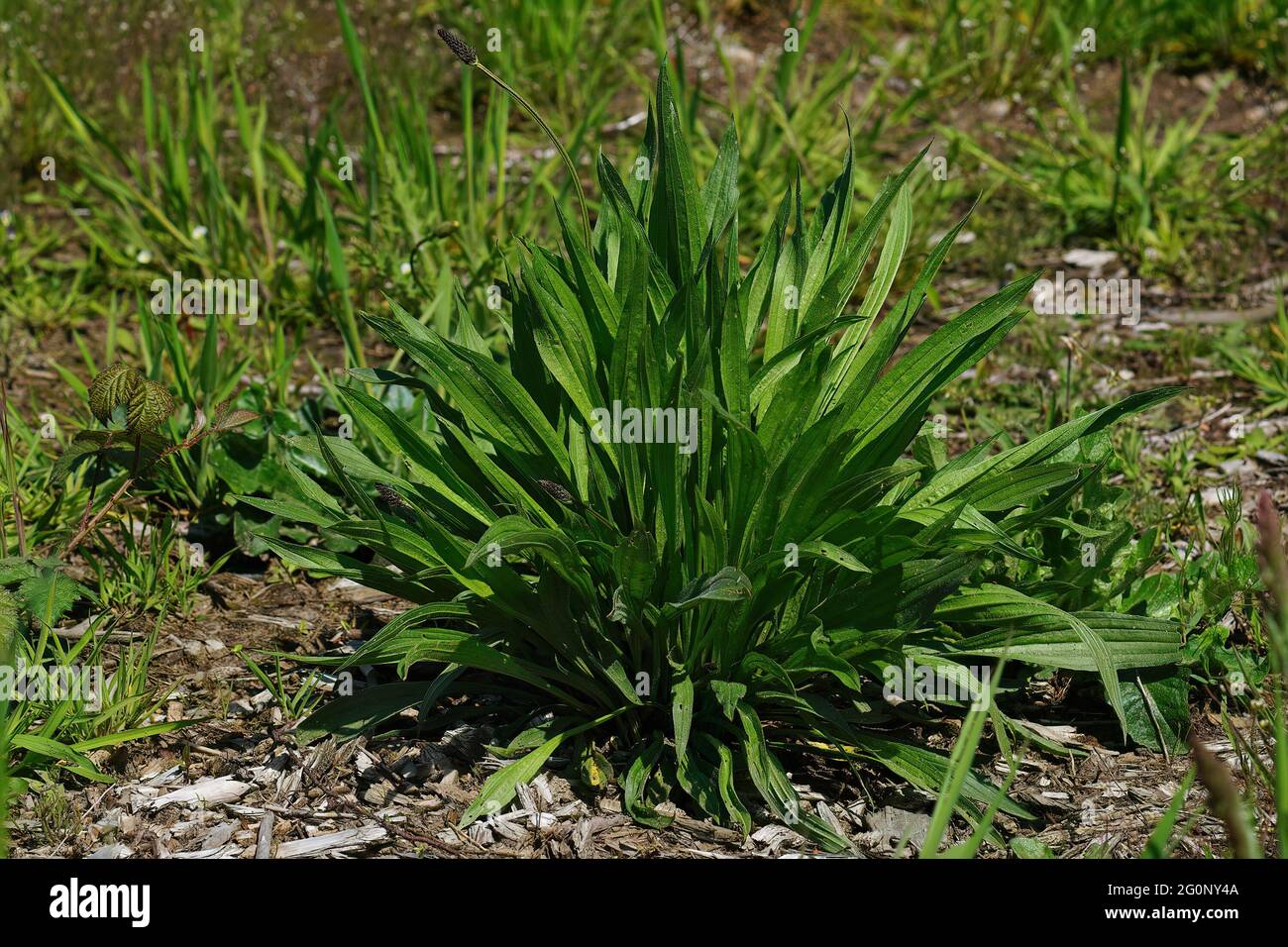 Narrow Leaf Plantain