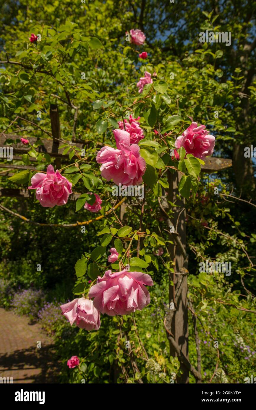Pink rose in garden setting in bright sunshine Stock Photo - Alamy