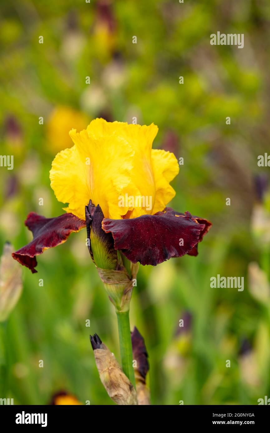 Overarching rainbow hi-res stock photography and images - Alamy
