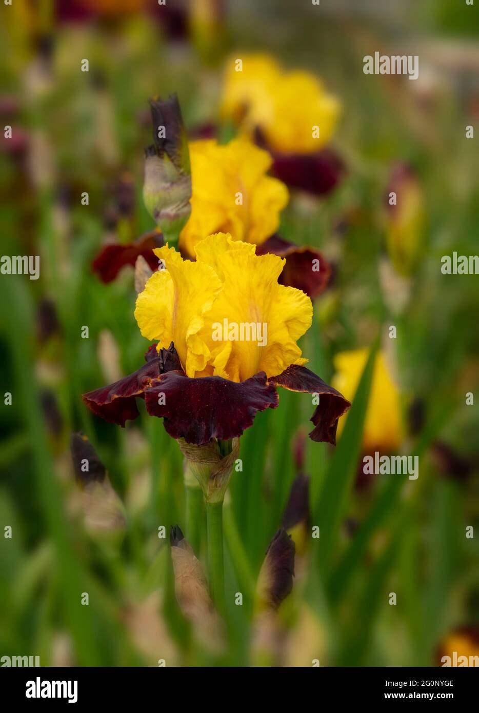 Overarching rainbow hi-res stock photography and images - Alamy