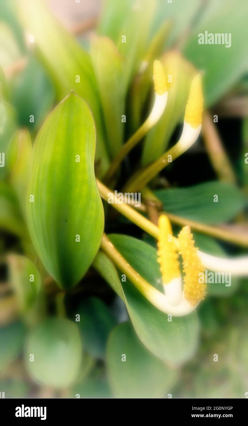 Golden club orontium aquaticum hi-res stock photography and images - Alamy