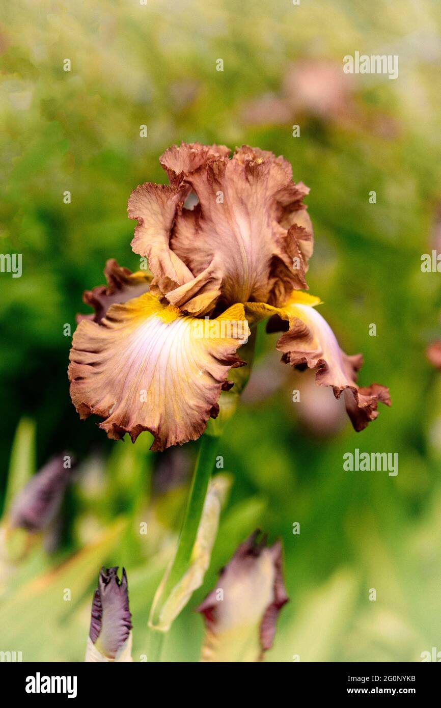 Iris – High Roller Stock Photo - Alamy