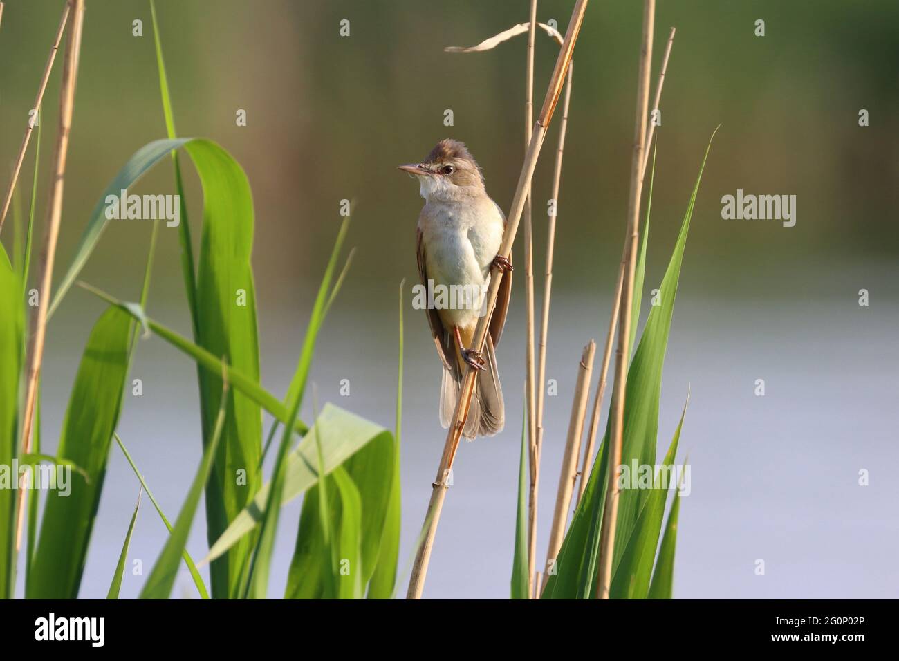 Reed Cane - bird Stock Photo - Alamy
