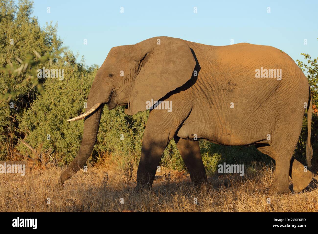 Afrikanischer Elefant / African elephant / Loxodonta africana Stock ...