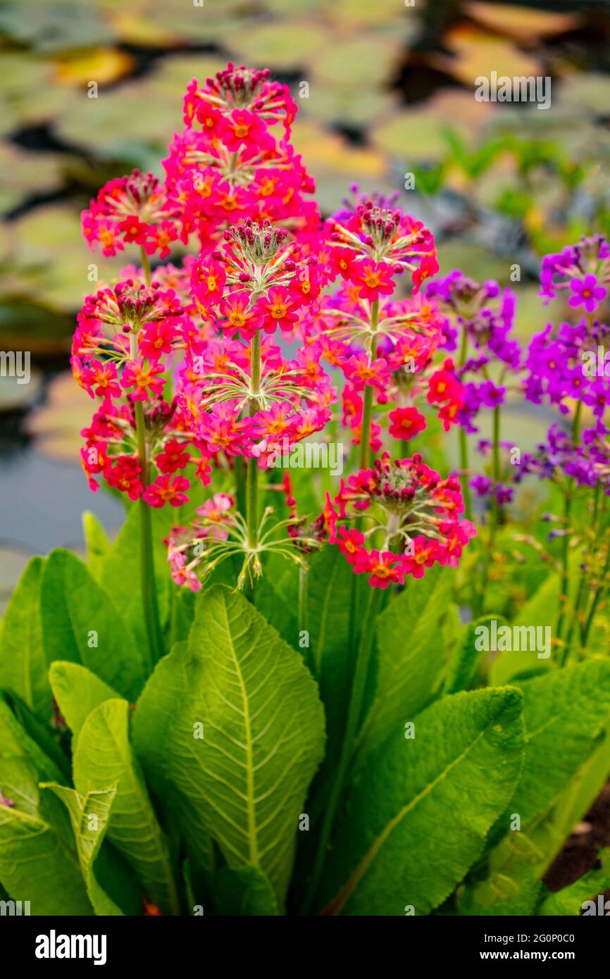 Delightful Primula Candelabra hybrids, primrose Candelabra hybrids ...