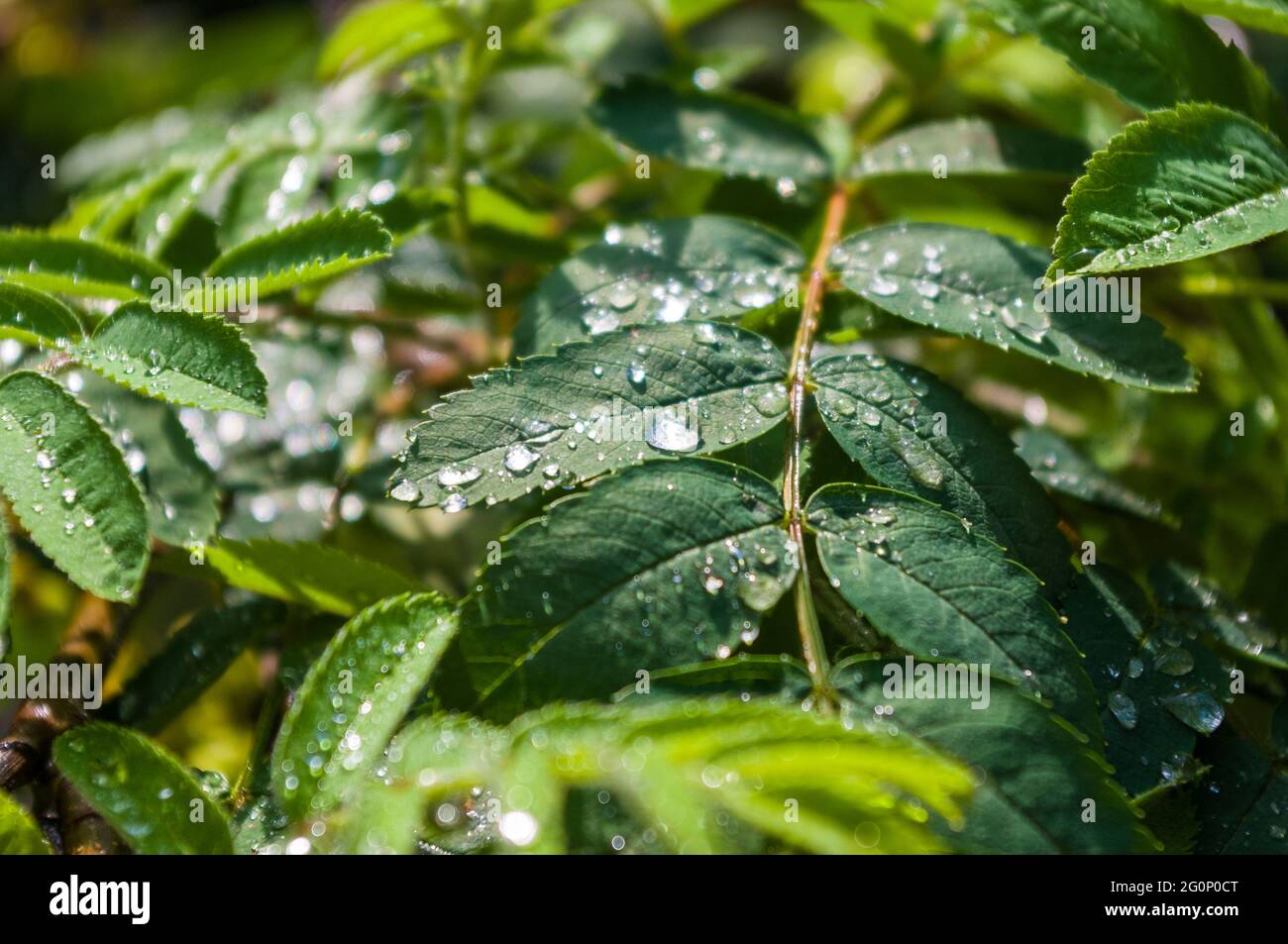 Water drops after rain on the leaves of a dwarf mountain ash close-up ...