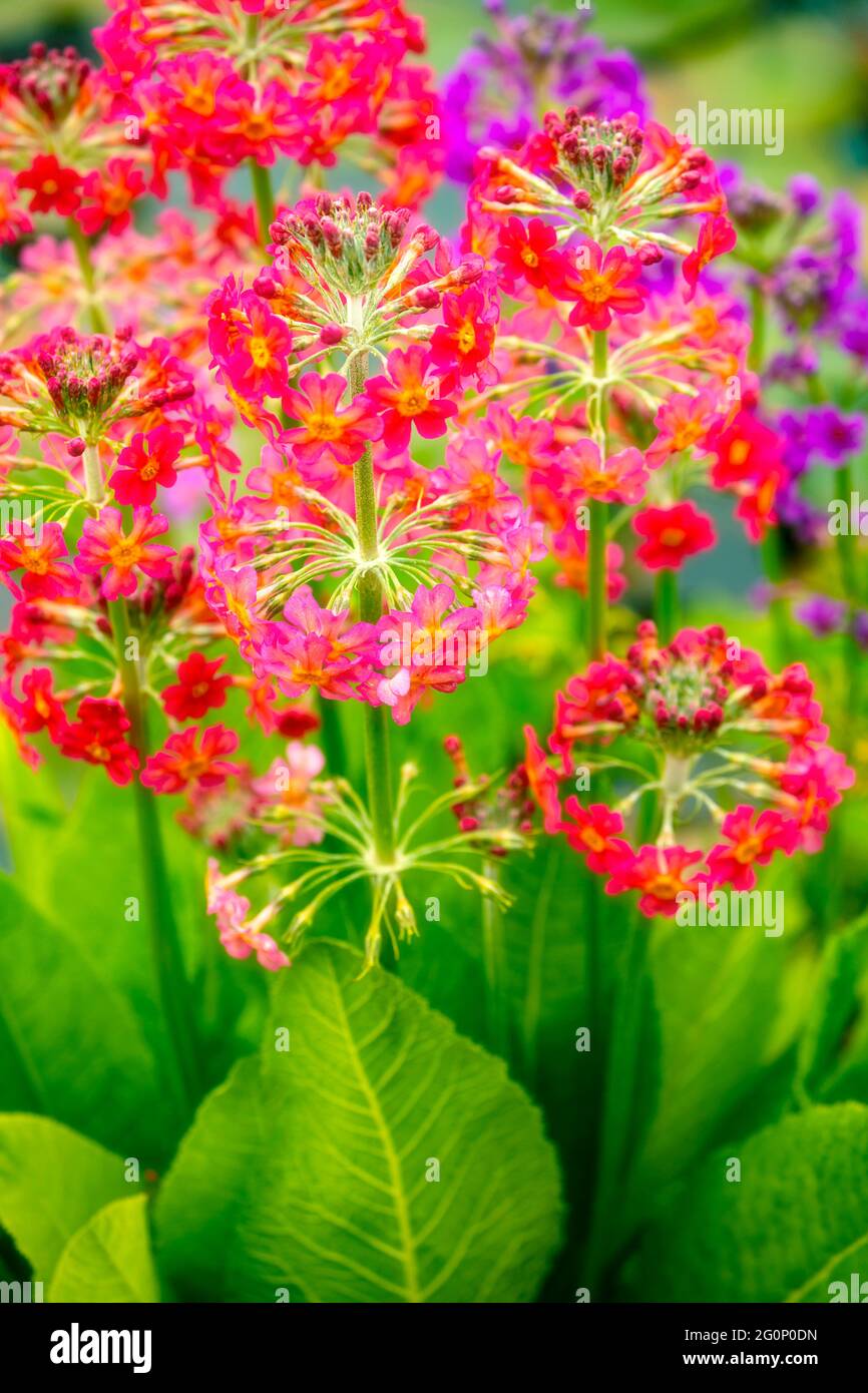 Delightful Primula Candelabra hybrids, primrose Candelabra hybrids ...