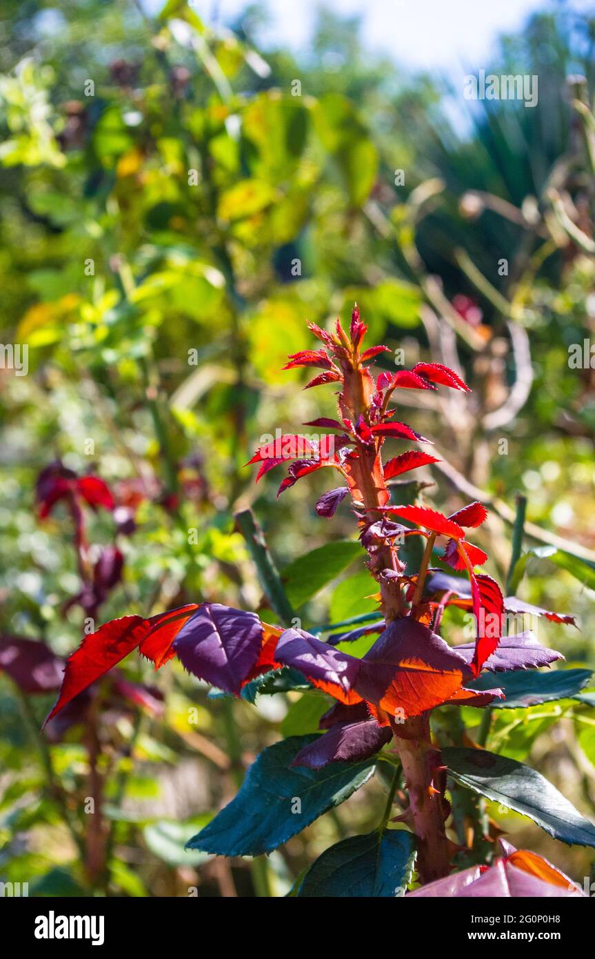red rose Bush leaves on green background. Nature Stock Photo - Alamy