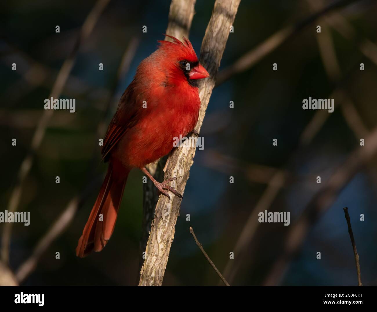 Cardinal in nature hi-res stock photography and images - Alamy
