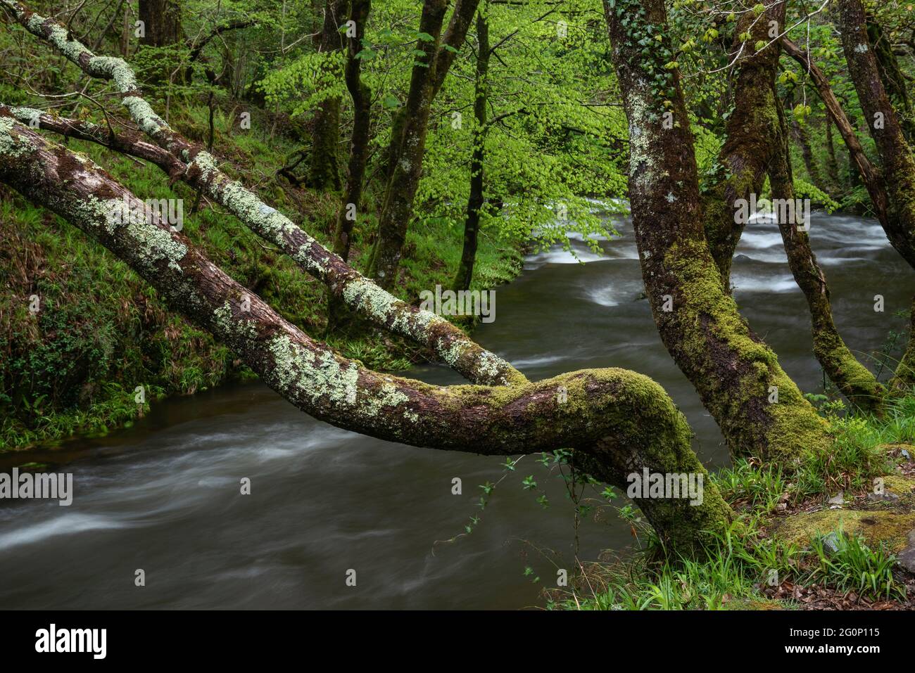 Beautiful Spring landscape image of Watrersmeet in Devon England where ...