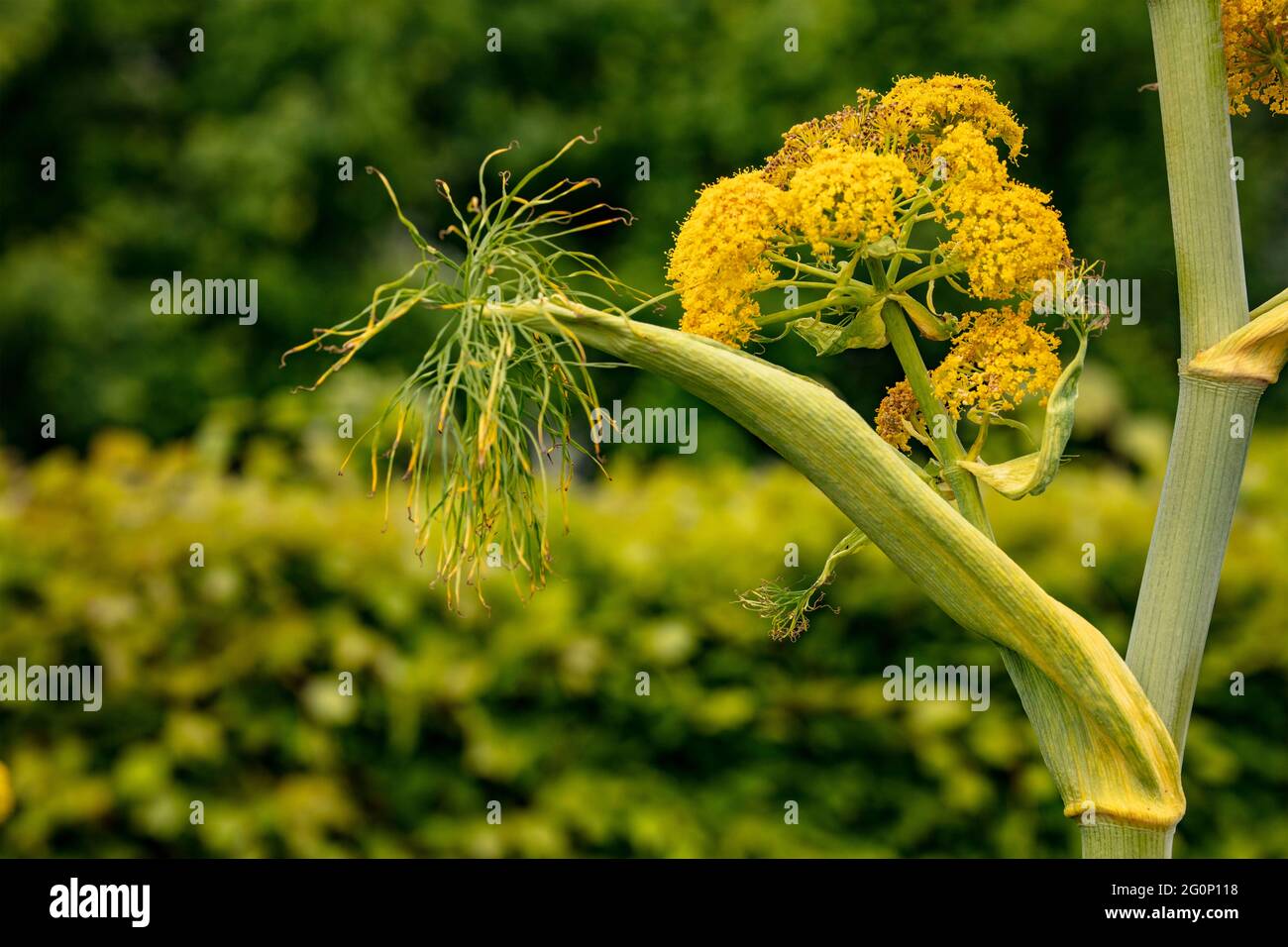 Ferula communis seed hi-res stock photography and images - Alamy