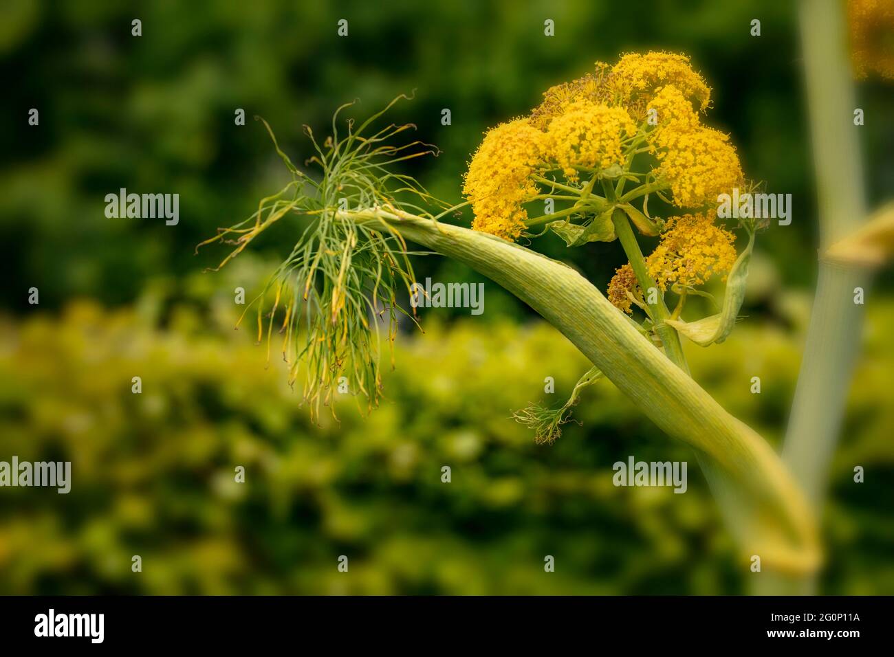 Ferula communis, giant fennel Stock Photo - Alamy