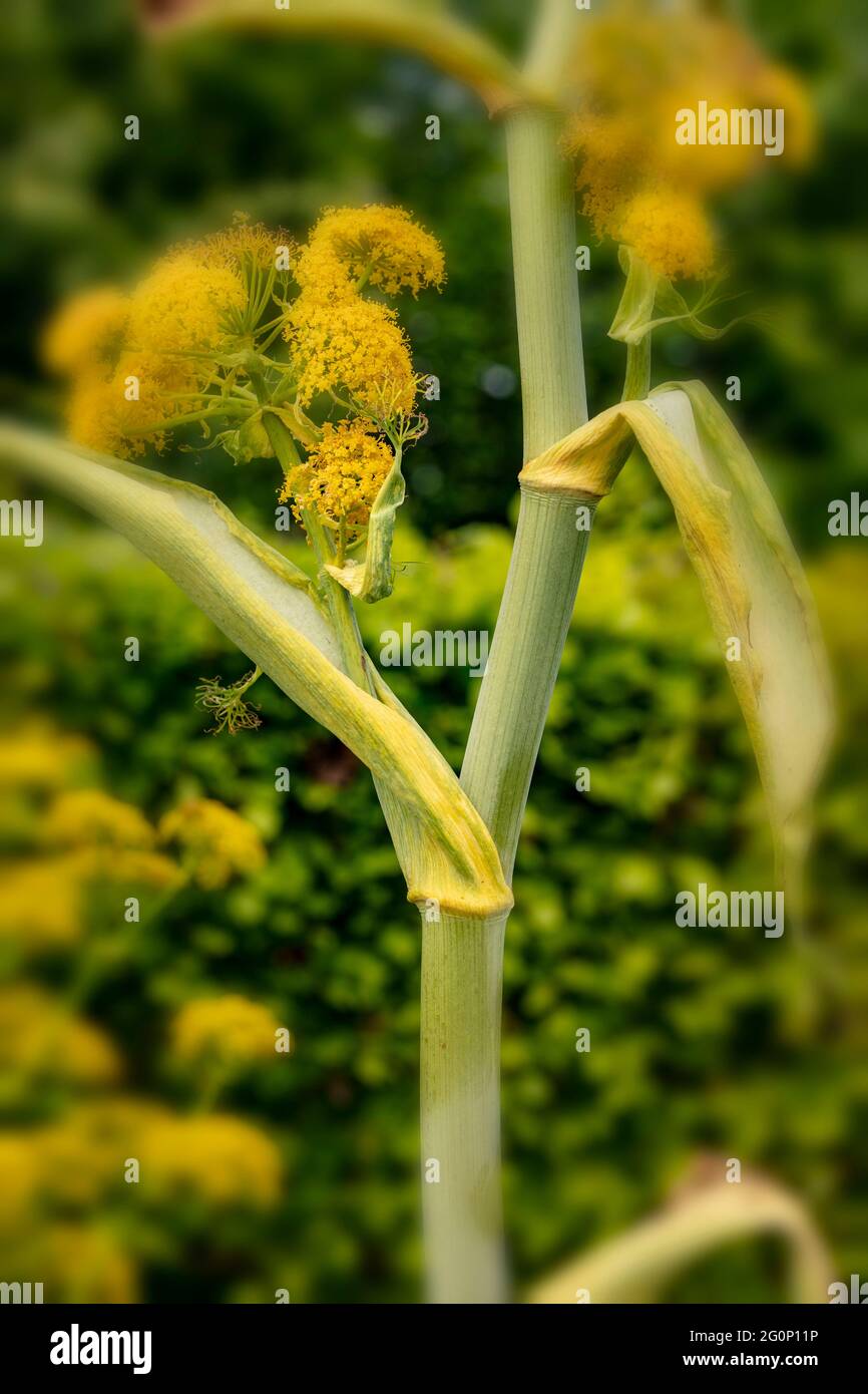 Ferula communis, giant fennel Stock Photo - Alamy