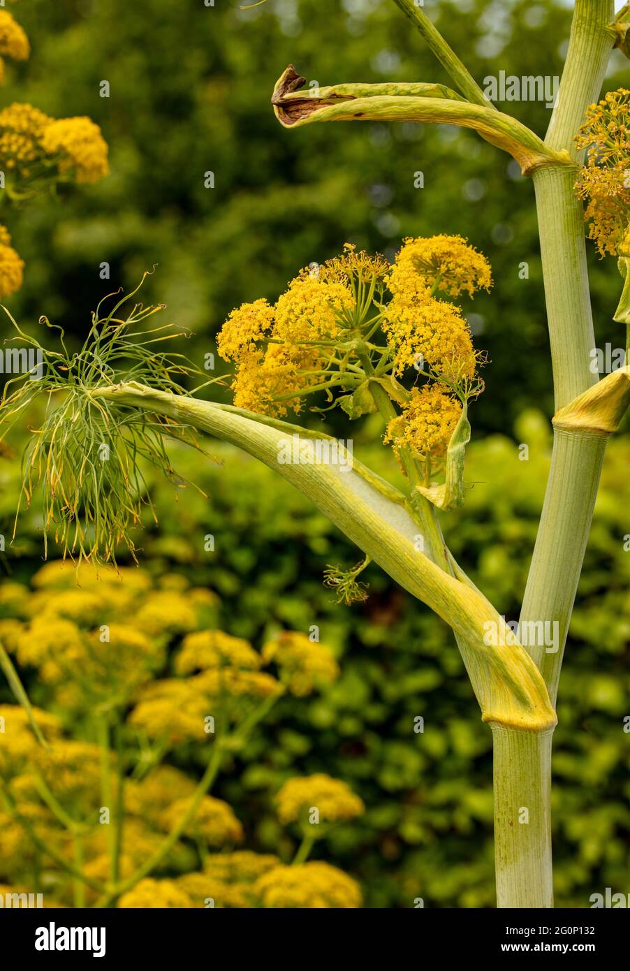 Ferula communis seed hi-res stock photography and images - Alamy