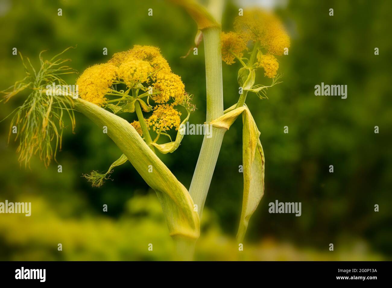 Ferula communis, giant fennel Stock Photo - Alamy