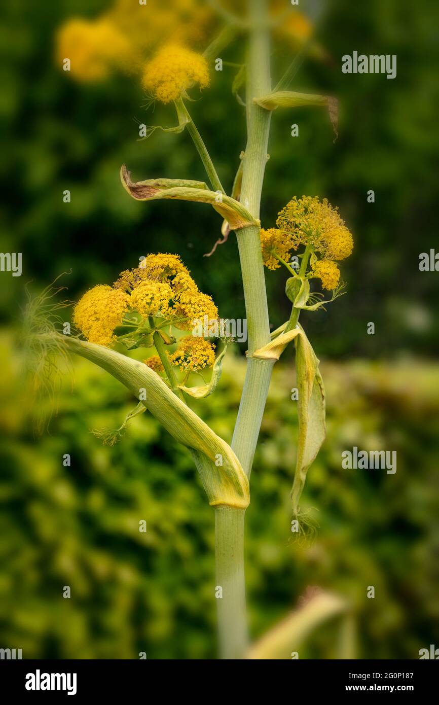Ferula communis, giant fennel Stock Photo - Alamy