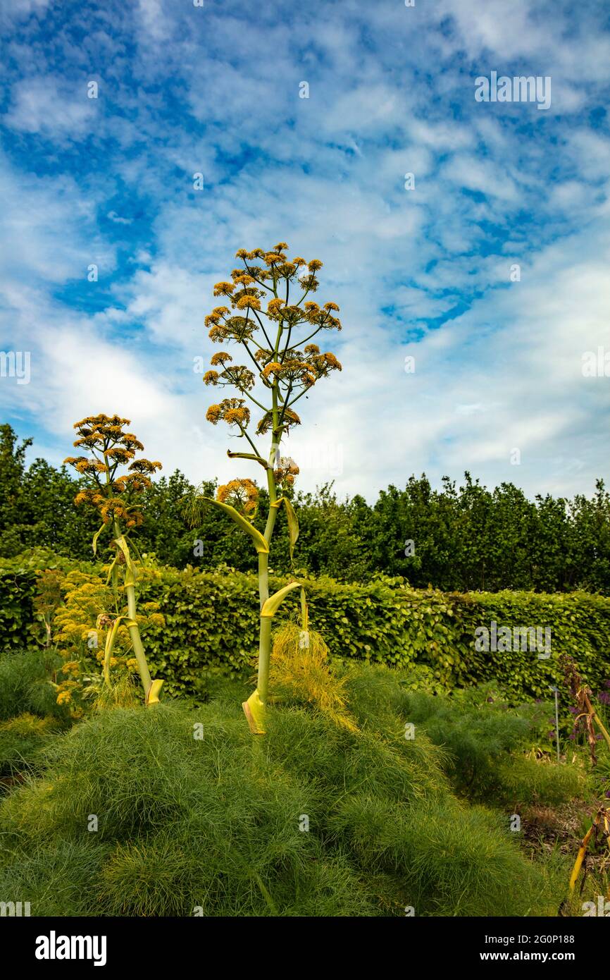 Ferula communis seed hi-res stock photography and images - Alamy
