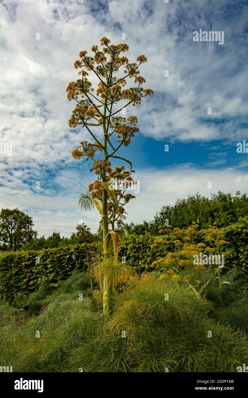 Ferula communis, giant fennel Stock Photo - Alamy