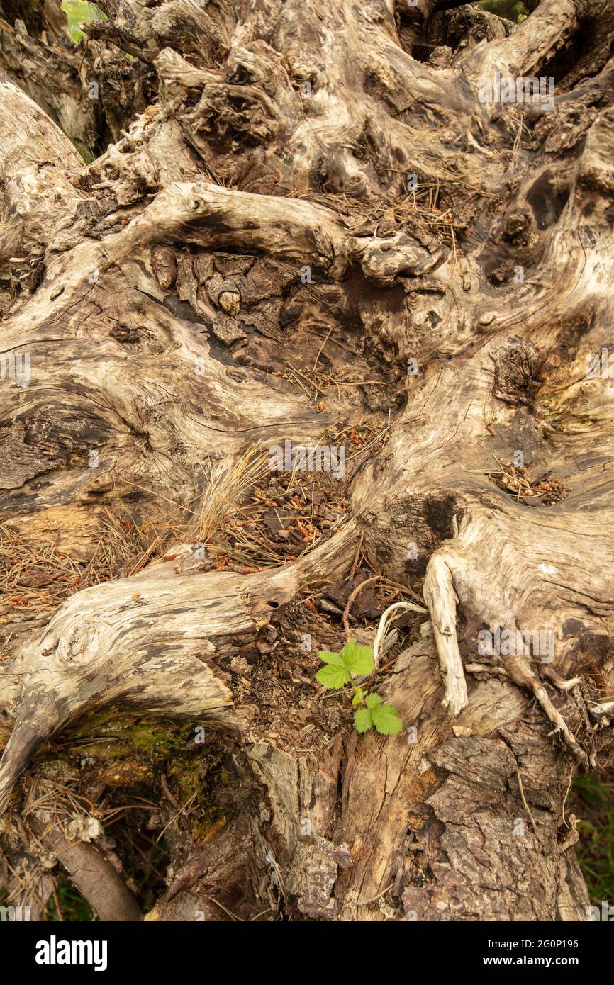 Necrotrophic hi-res stock photography and images - Alamy