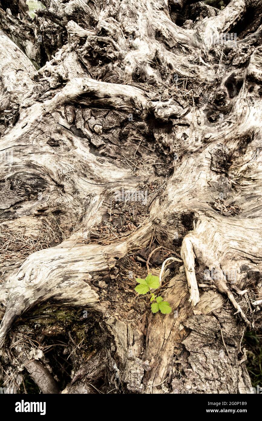 Abstract of dead tree root with seedling growing out, symbolic od life ...